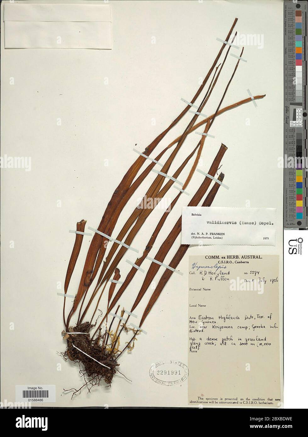 Flora wang hi-res stock photography and images - Alamy