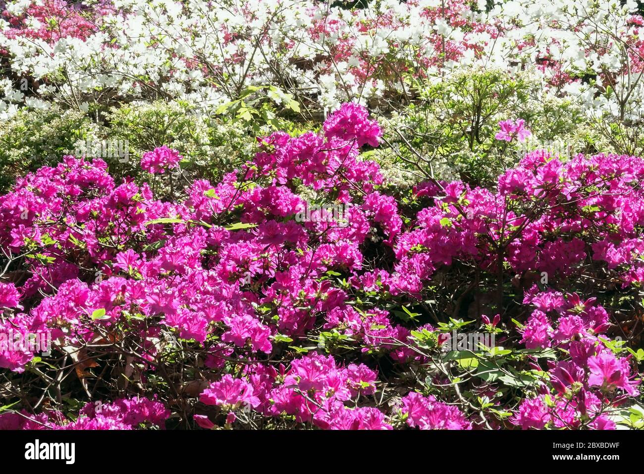 Colorful Rhododendrons Azalea obtusum Stock Photo - Alamy