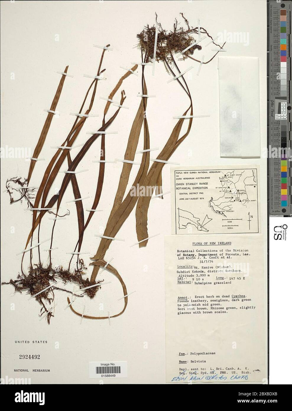 Lepisorus hi-res stock photography and images - Alamy