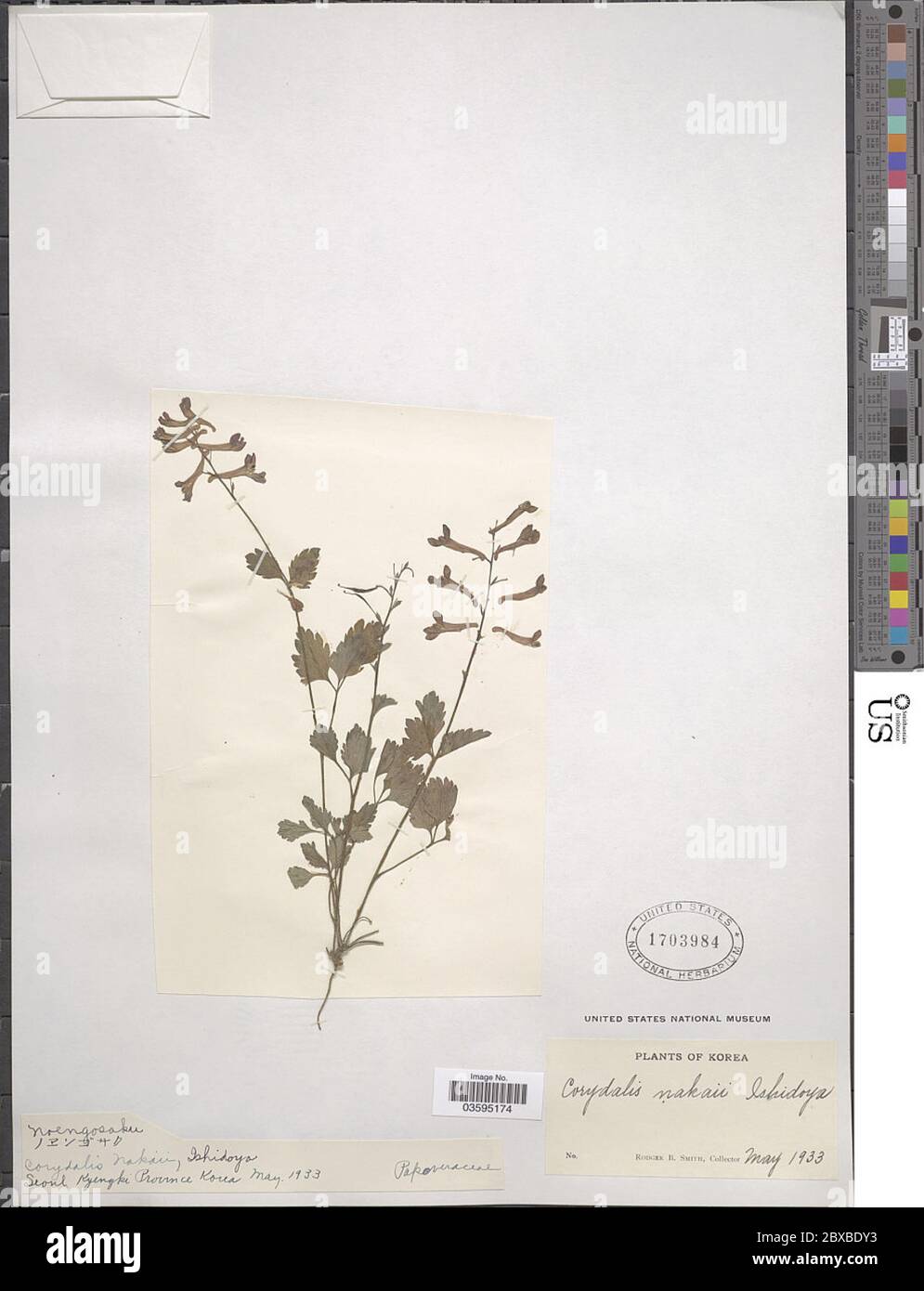 Corydalis nakaii Ishid Corydalis nakaii Ishid Stock Photo - Alamy