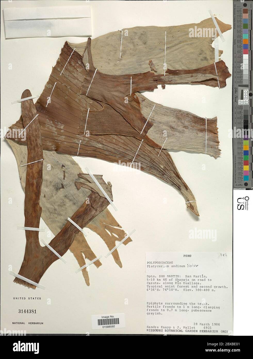 Platycerium andinum Baker Platycerium andinum Baker Stock Photo - Alamy