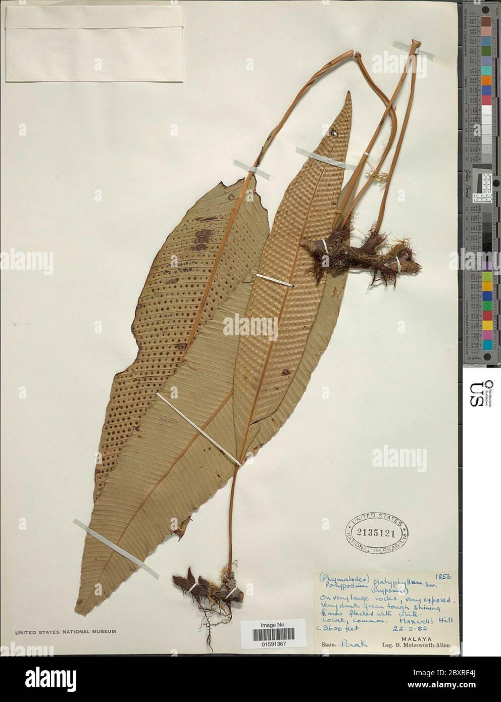 Selliguea platyphylla Sw Ching Selliguea platyphylla Sw Ching Stock ...