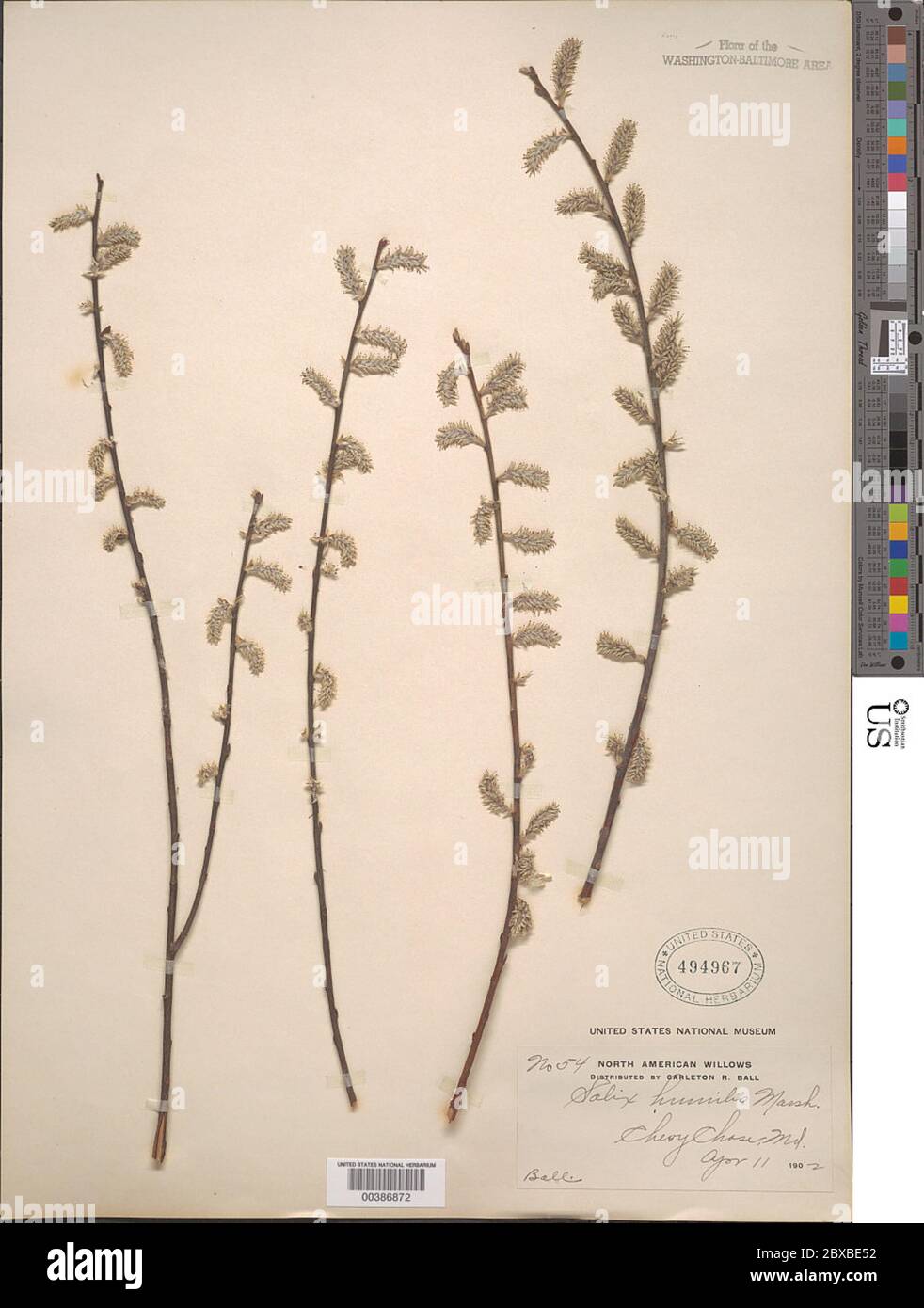 Salix humilis Marshall Salix humilis Marshall Stock Photo - Alamy