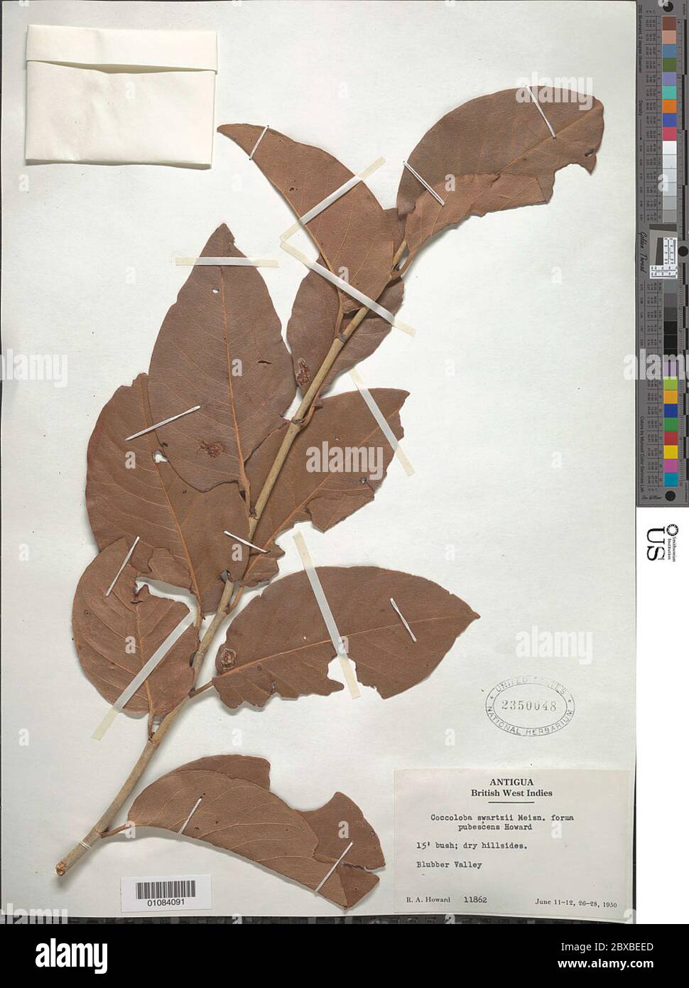 Coccoloba swartzii f pubescens RA Howard Coccoloba swartzii f pubescens ...