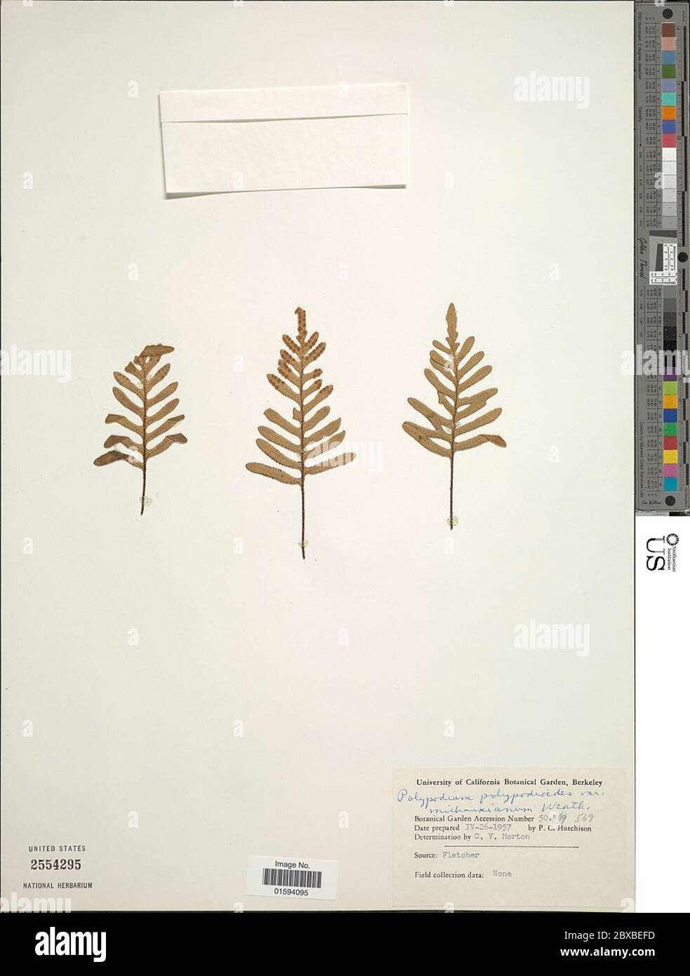 Polypodium polypodioides hi-res stock photography and images - Alamy