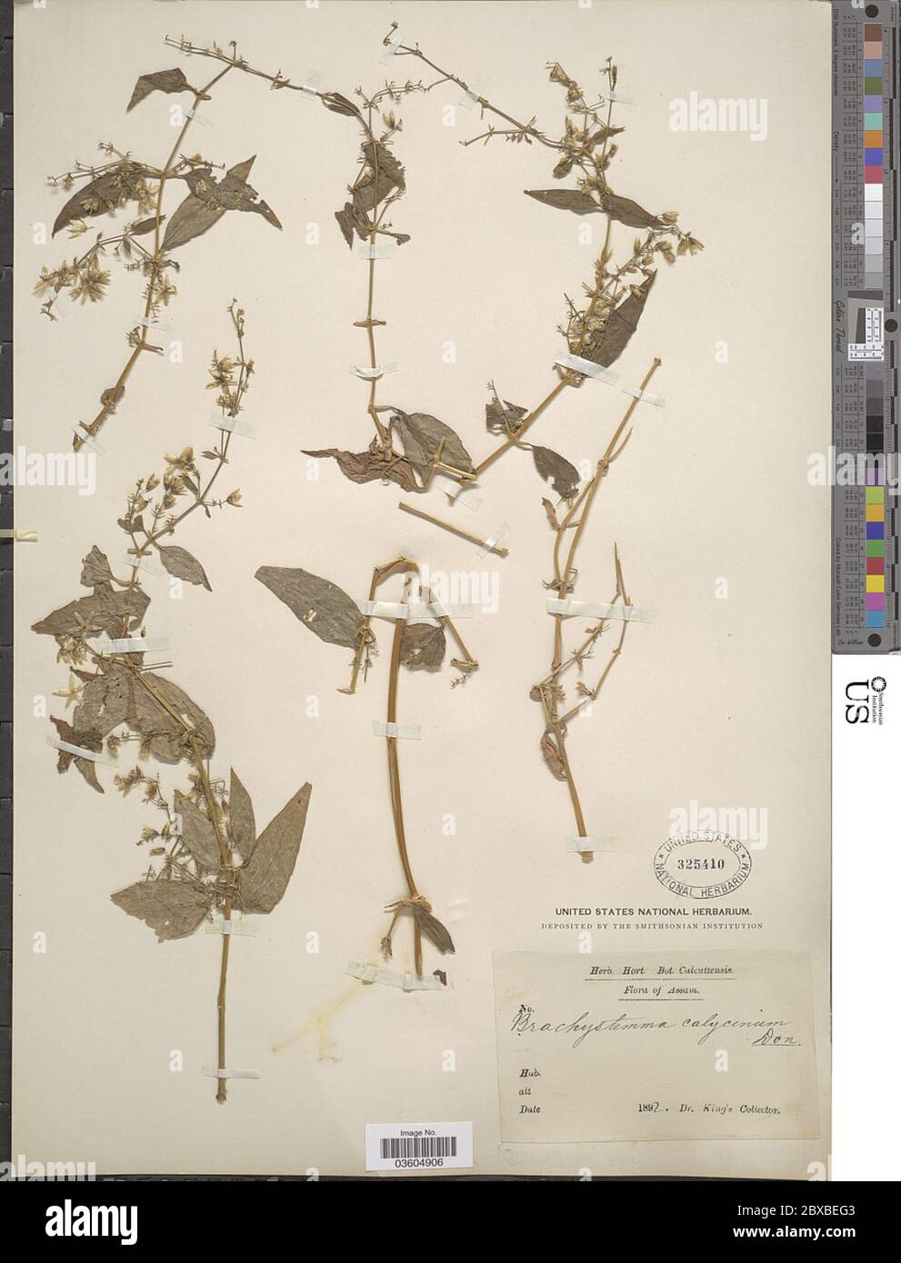 Brachystemma calycinum D Don Brachystemma calycinum D Don Stock Photo ...