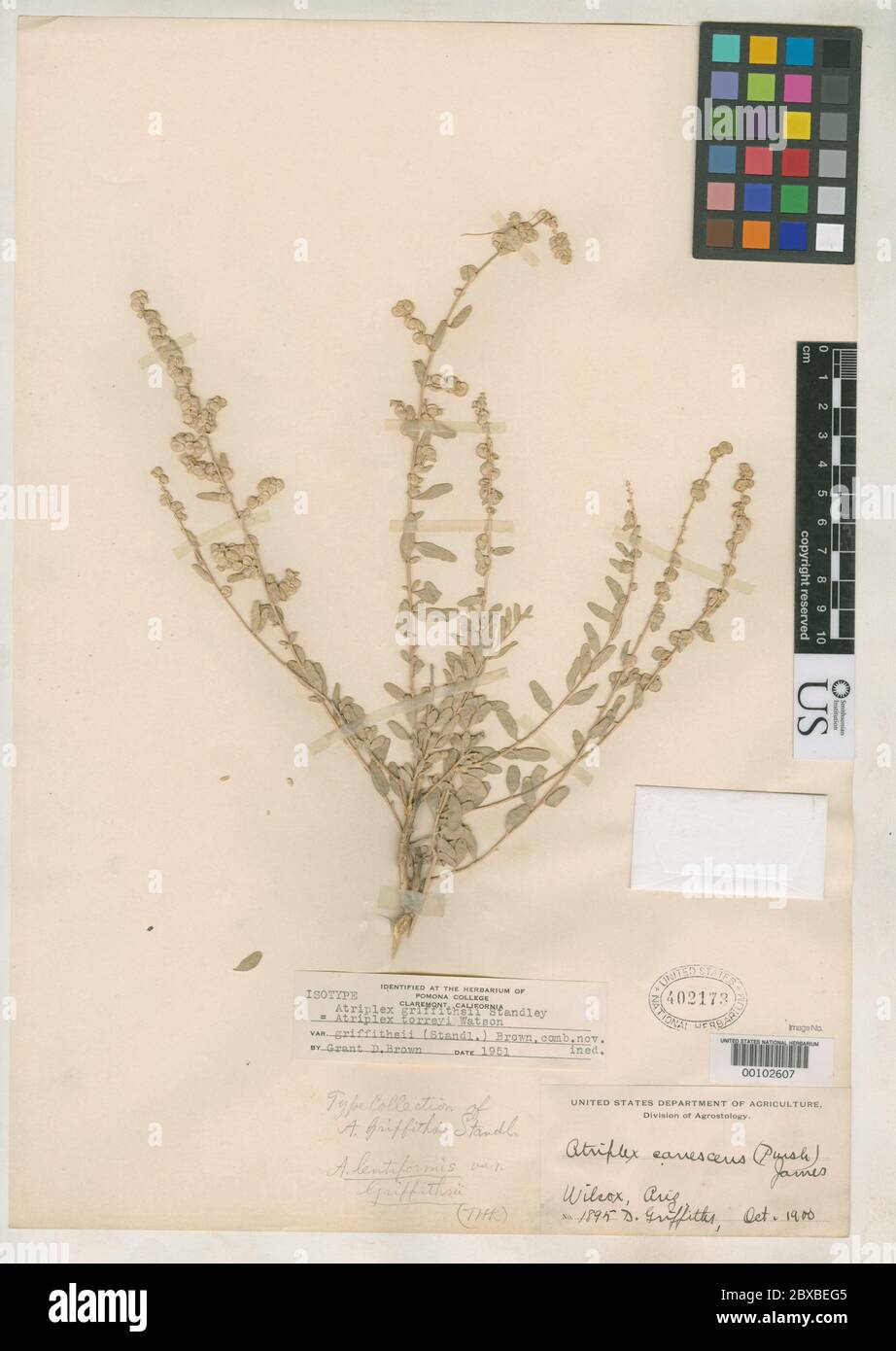 Atriplex griffithsii Standl Atriplex griffithsii Standl Stock Photo - Alamy