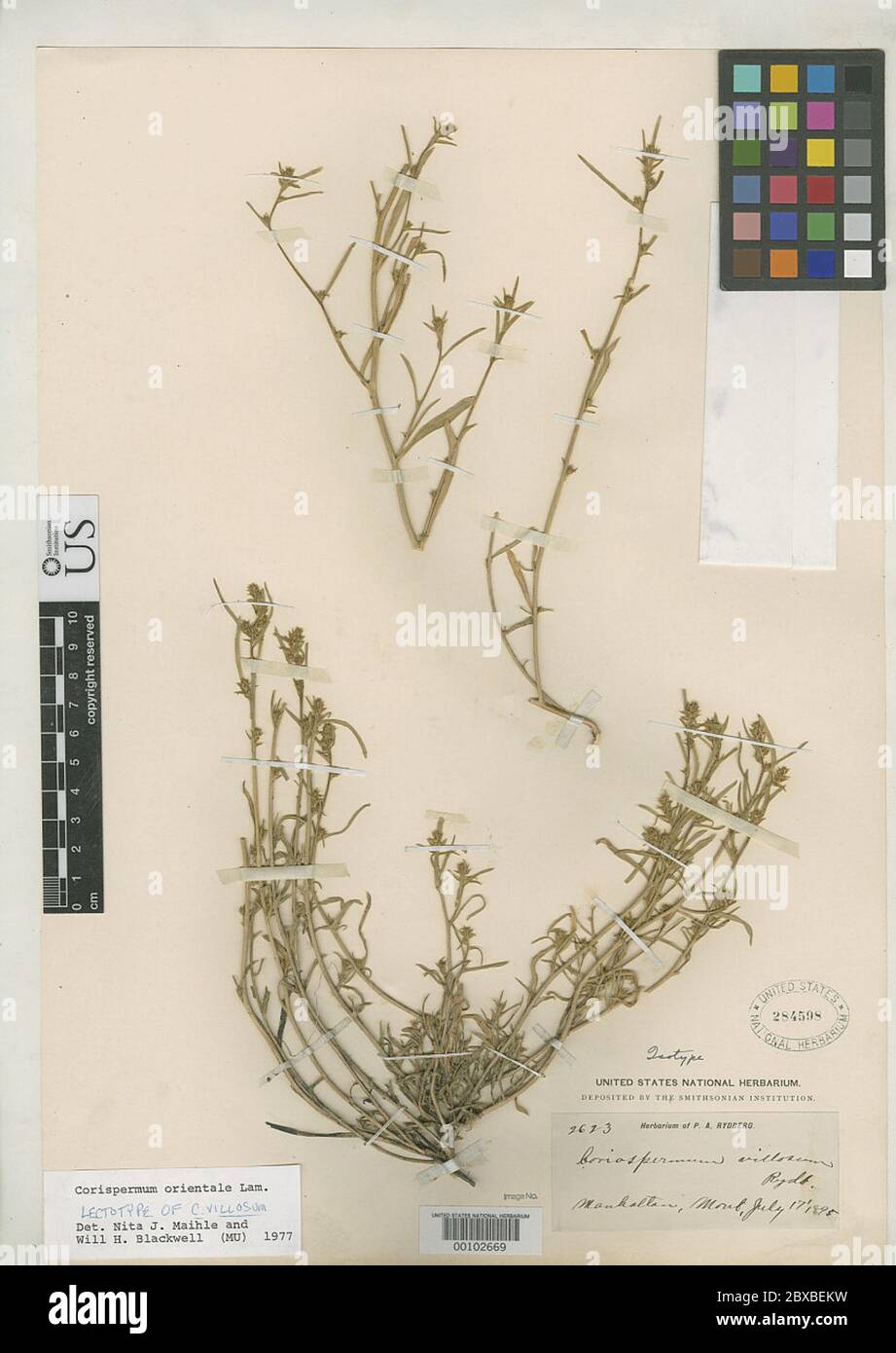 Corispermum hi-res stock photography and images - Alamy