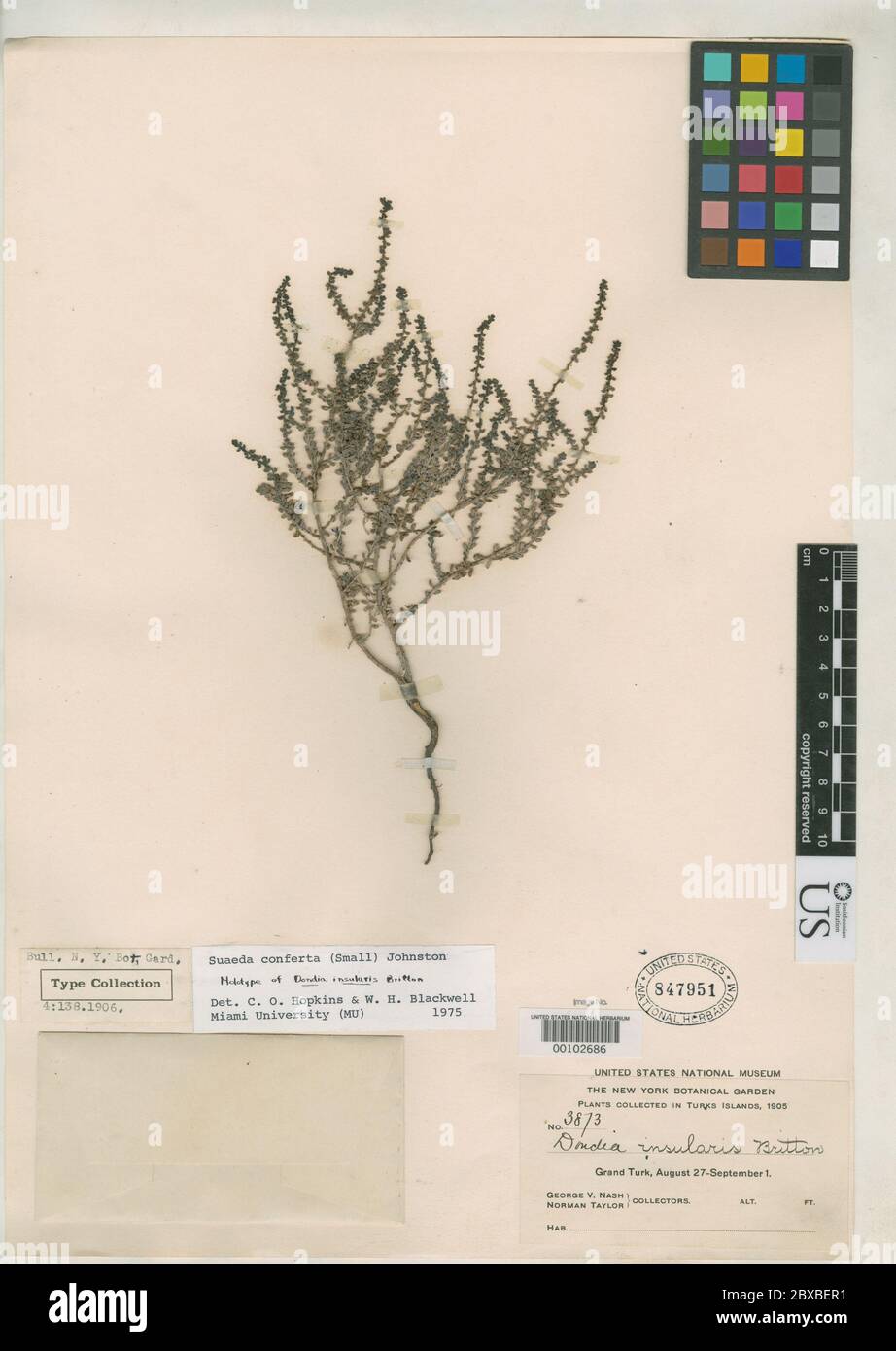 Dondia hi-res stock photography and images - Alamy