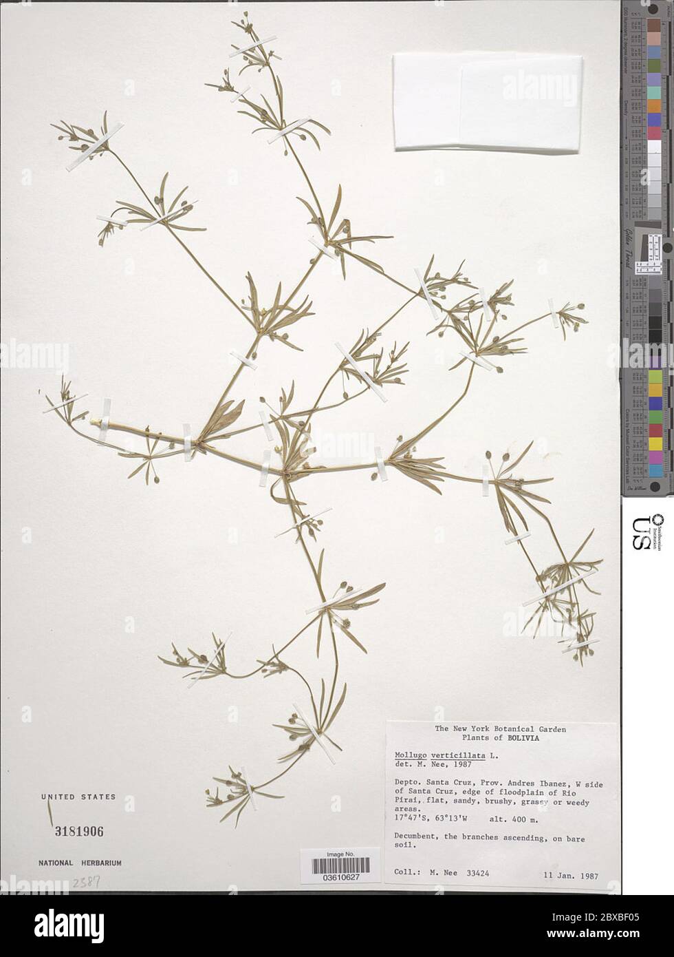 Mollugo verticillata L Mollugo verticillata L Stock Photo - Alamy