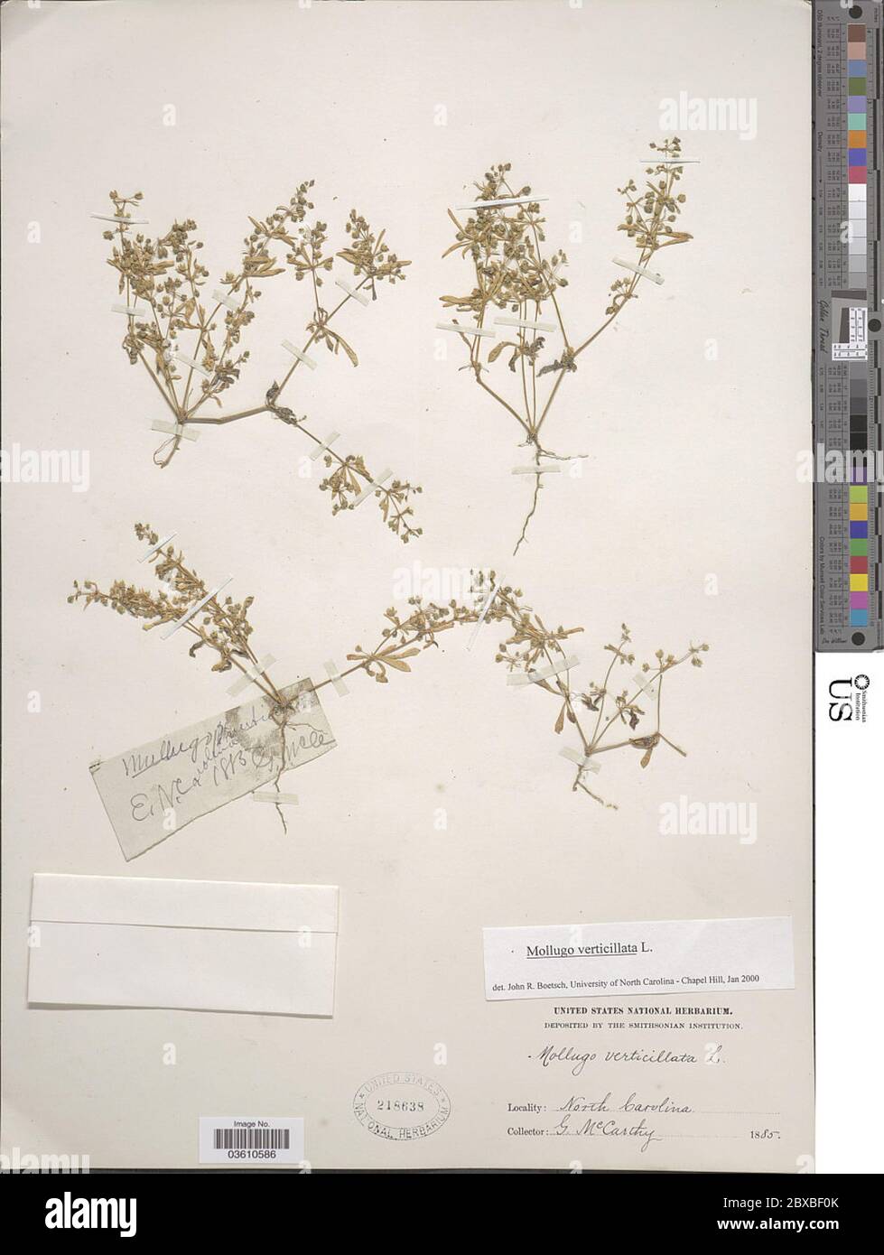 Mollugo verticillata L Mollugo verticillata L Stock Photo - Alamy