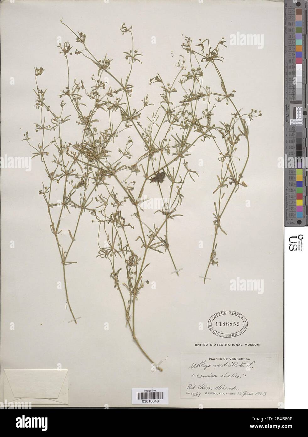 Mollugo verticillata L Mollugo verticillata L Stock Photo - Alamy