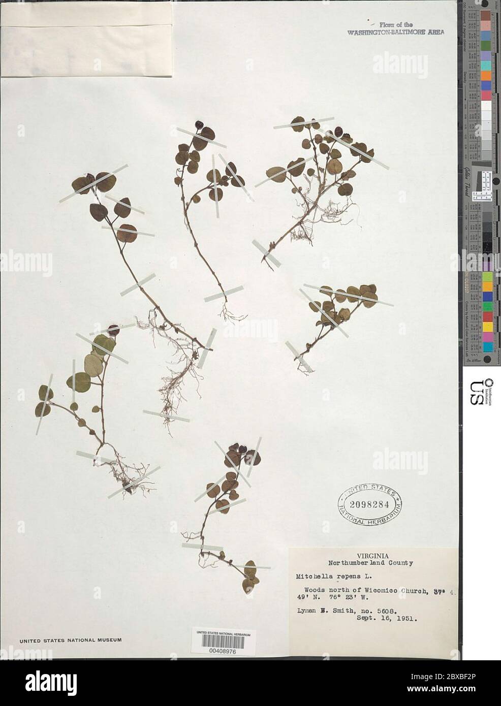 Plant mitchella repens hi-res stock photography and images - Alamy