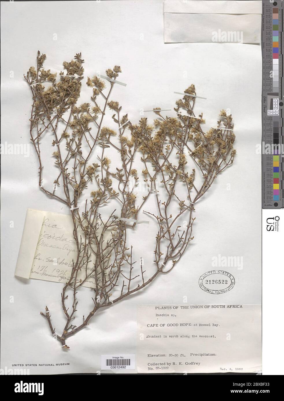 Ruschia hi-res stock photography and images - Alamy