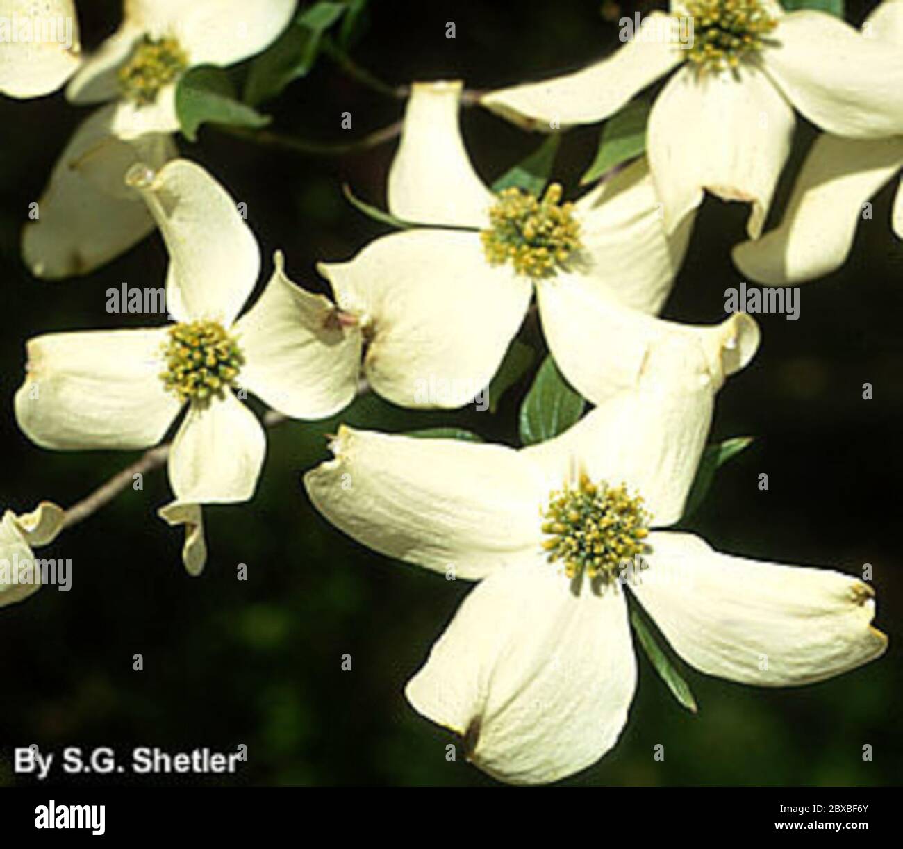 Cornus florida L Cornus florida L Stock Photo - Alamy