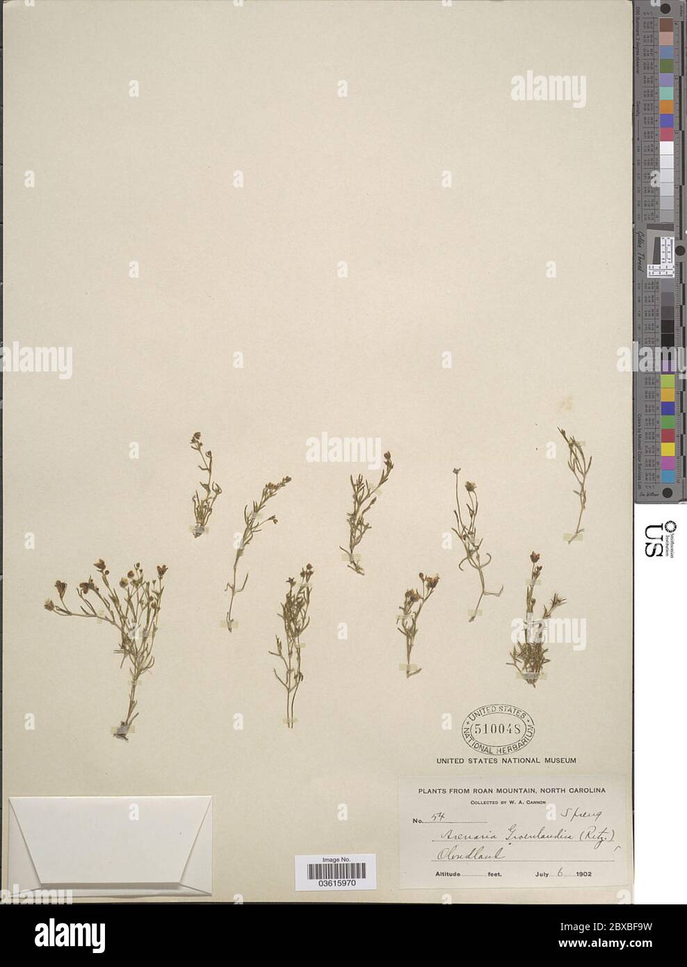 Minuartia groenlandica Minuartia groenlandica Stock Photo - Alamy