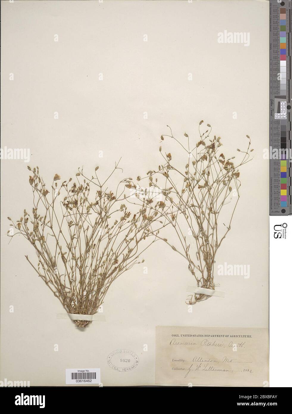 Minuartia patula Minuartia patula Stock Photo - Alamy