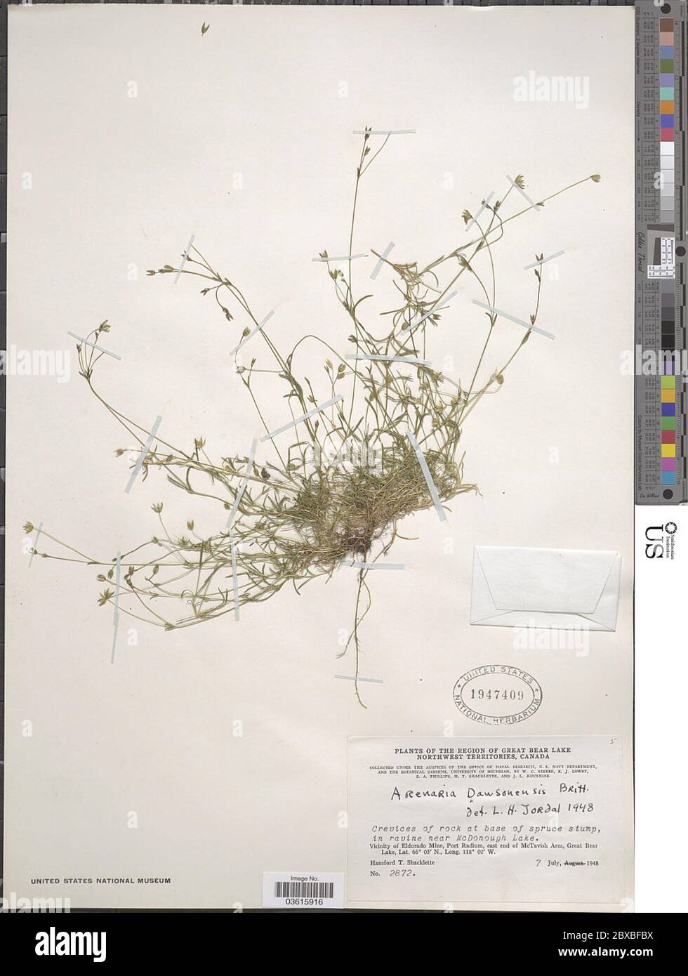 Minuartia dawsonensis Britton House Minuartia dawsonensis Britton House ...