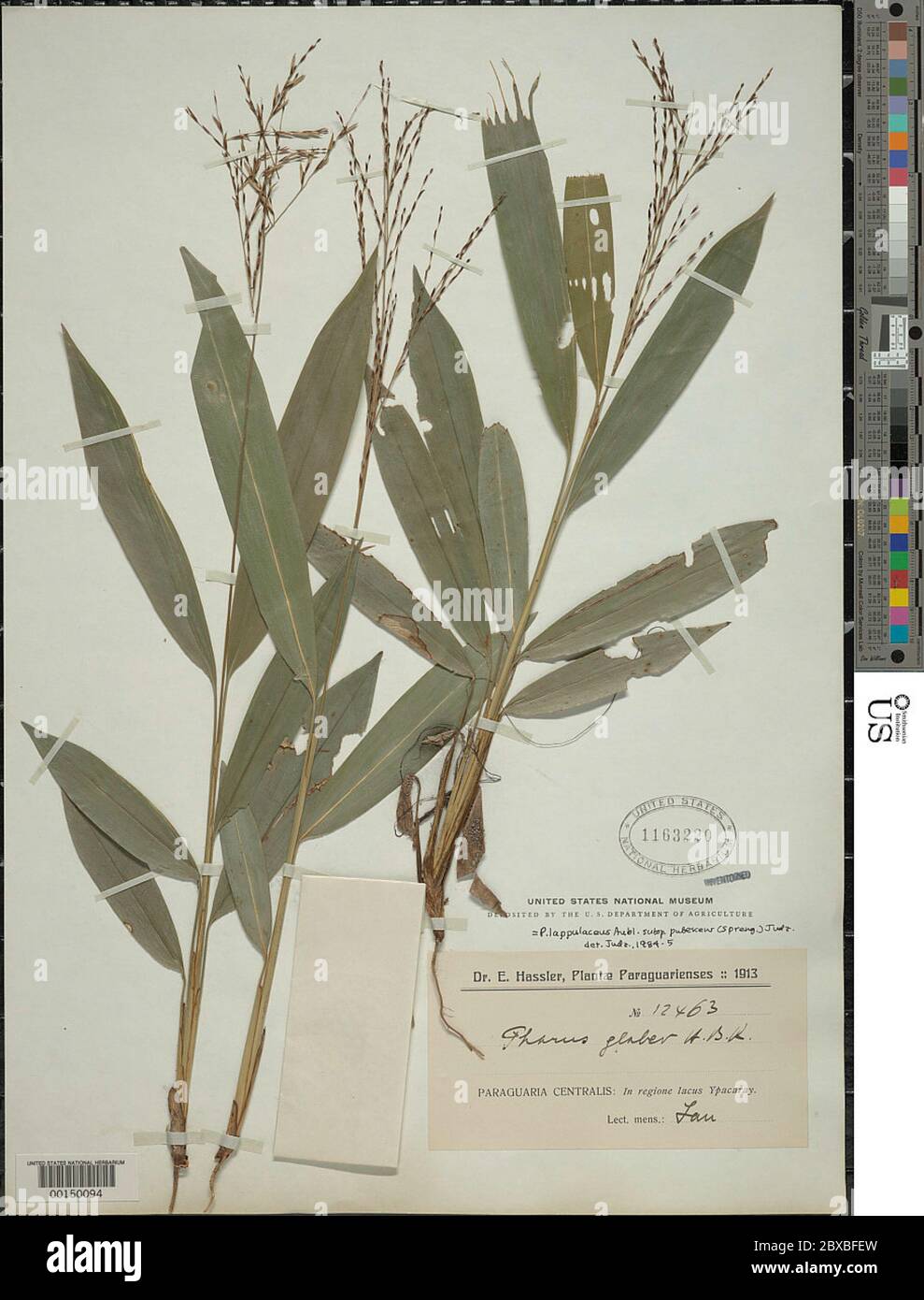 Pharus lappulaceus subsp pubescens Pharus lappulaceus subsp pubescens ...