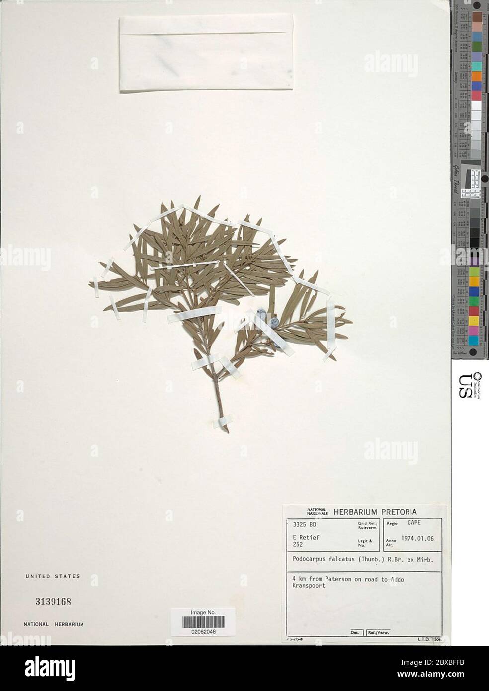 Podocarpus falcatus Podocarpus falcatus Stock Photo - Alamy