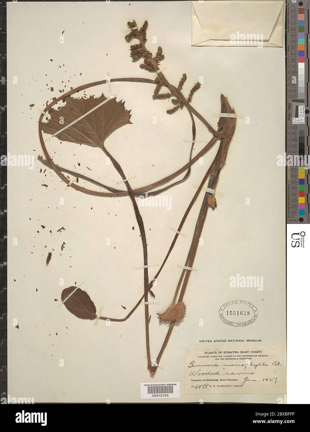 Gunnera macrophylla Blume Gunnera macrophylla Blume Stock Photo - Alamy