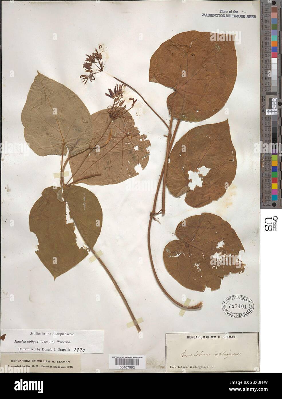 Matelea hi-res stock photography and images - Alamy