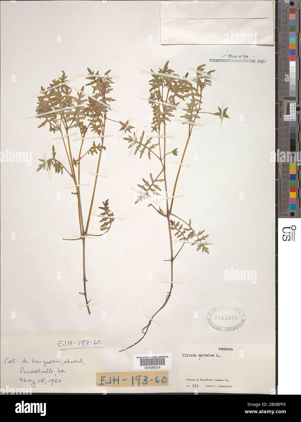 Ellisia nyctelea L Ellisia nyctelea L Stock Photo - Alamy