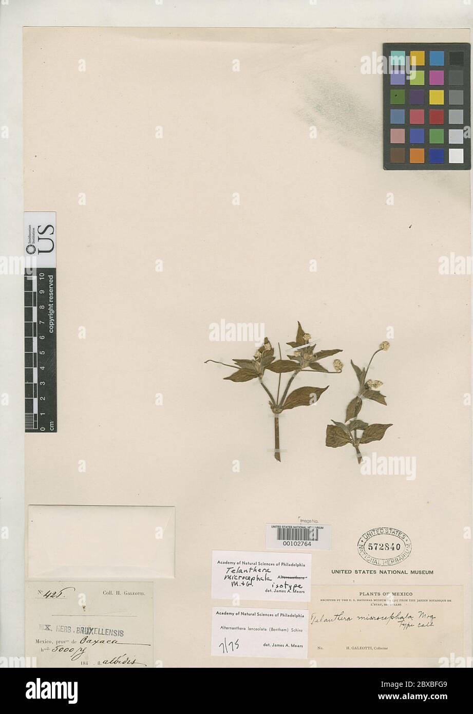 Telanthera microcephala Moq in DC Telanthera microcephala Moq in DC ...