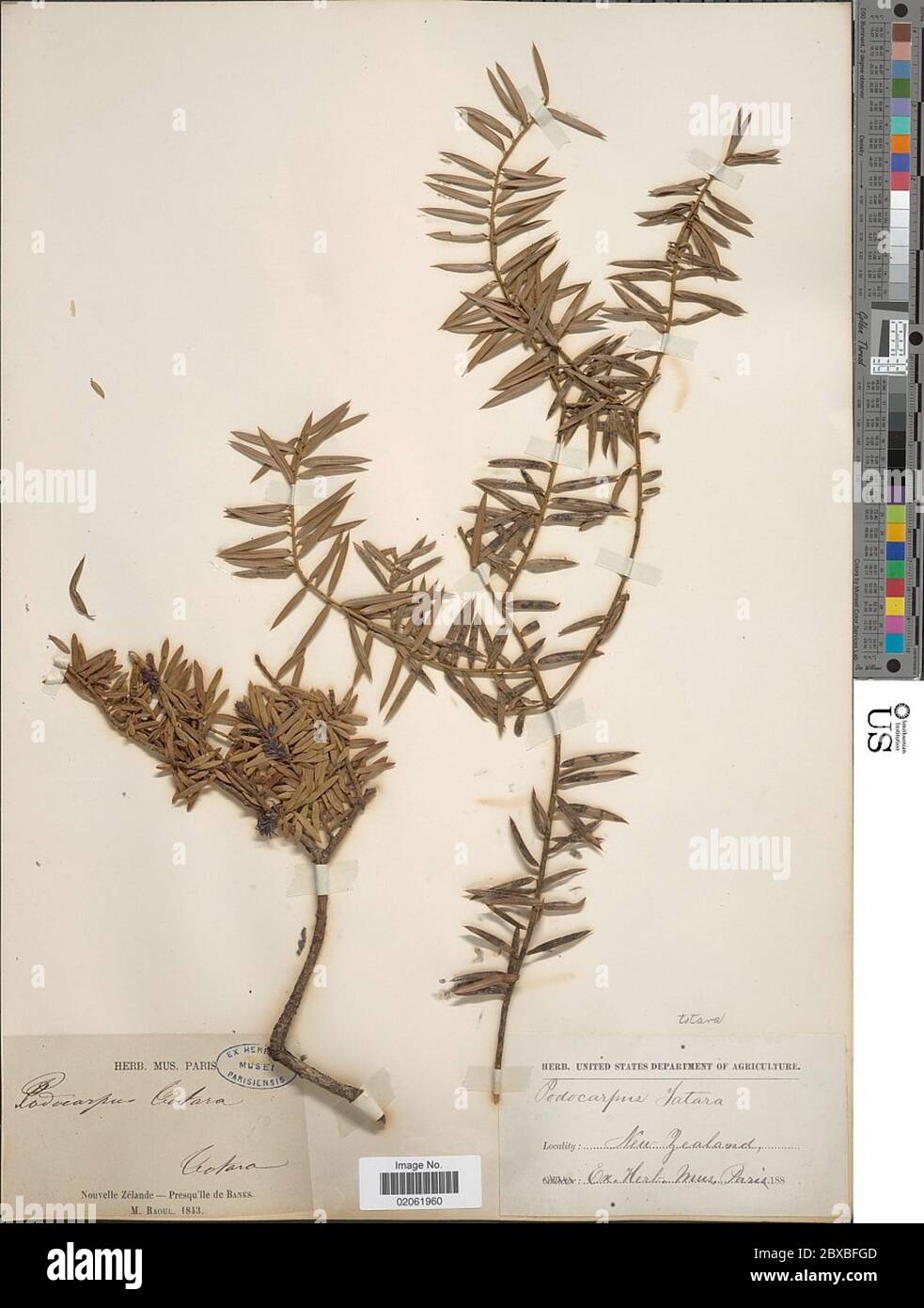 Podocarpus totara D Don Podocarpus totara D Don Stock Photo - Alamy