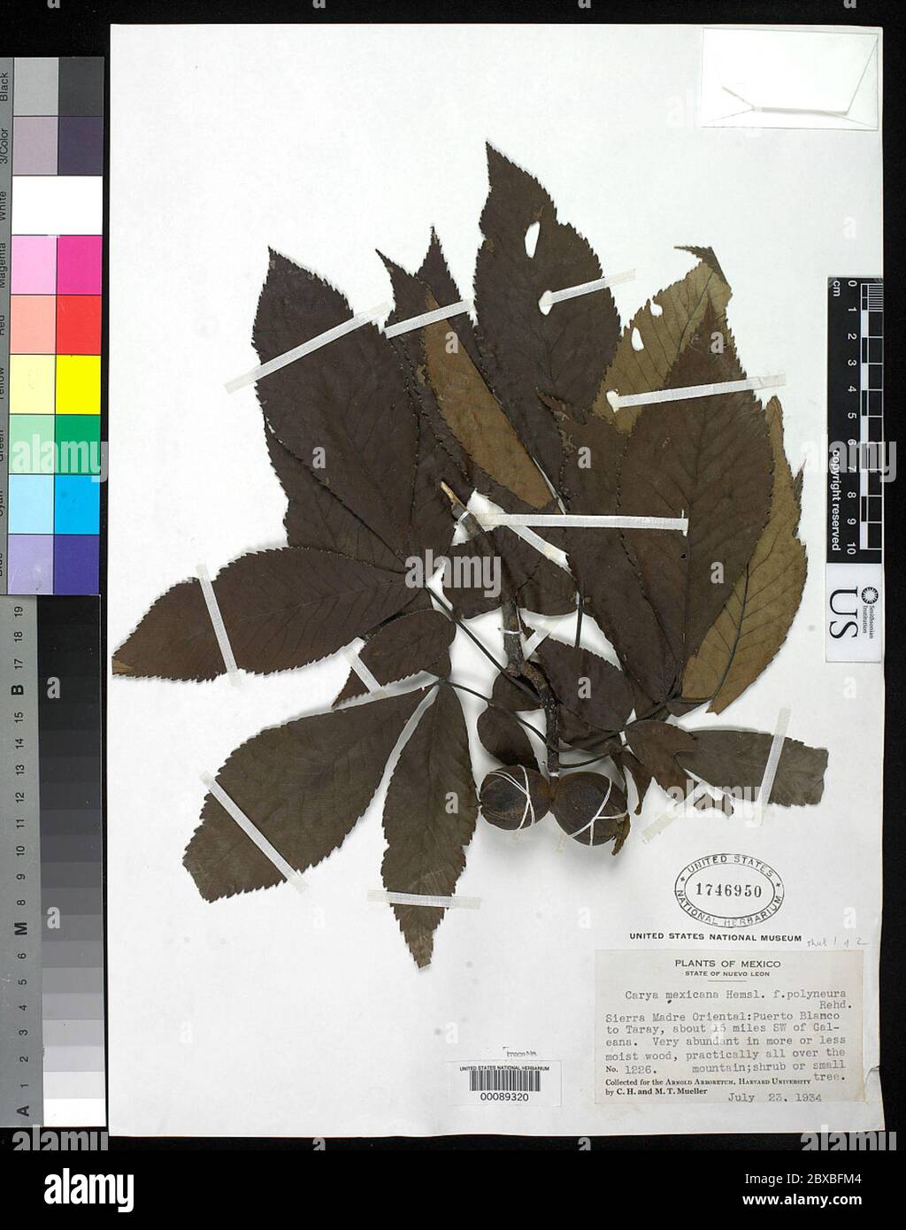 Carya mexicana f polyneura Rehder Carya mexicana f polyneura Rehder ...