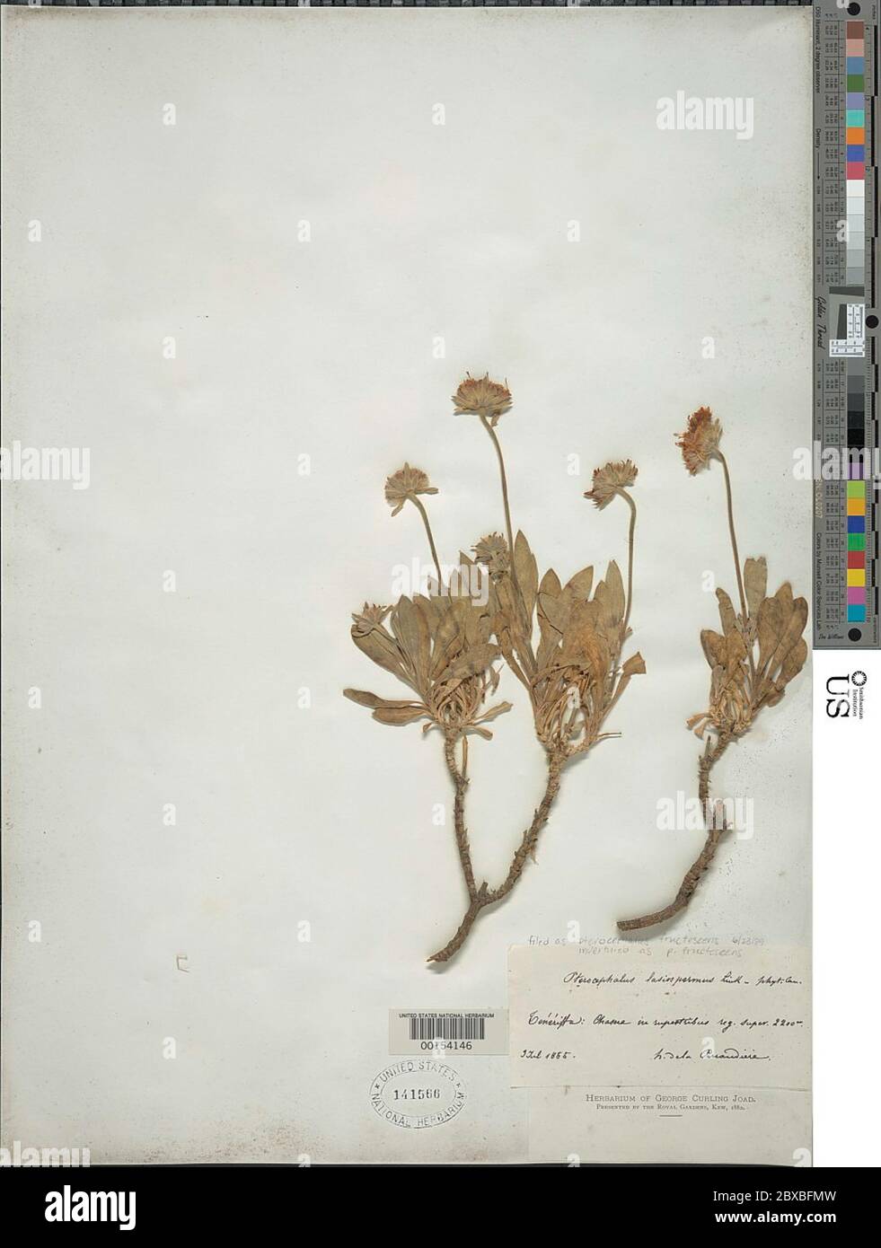 Pterocephalus laiospermus Link Pterocephalus laiospermus Link Stock ...