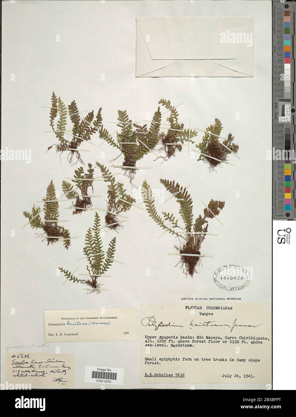 Moranopteris tenuicula Fe AR Sm RC Moran Moranopteris tenuicula Fe AR ...