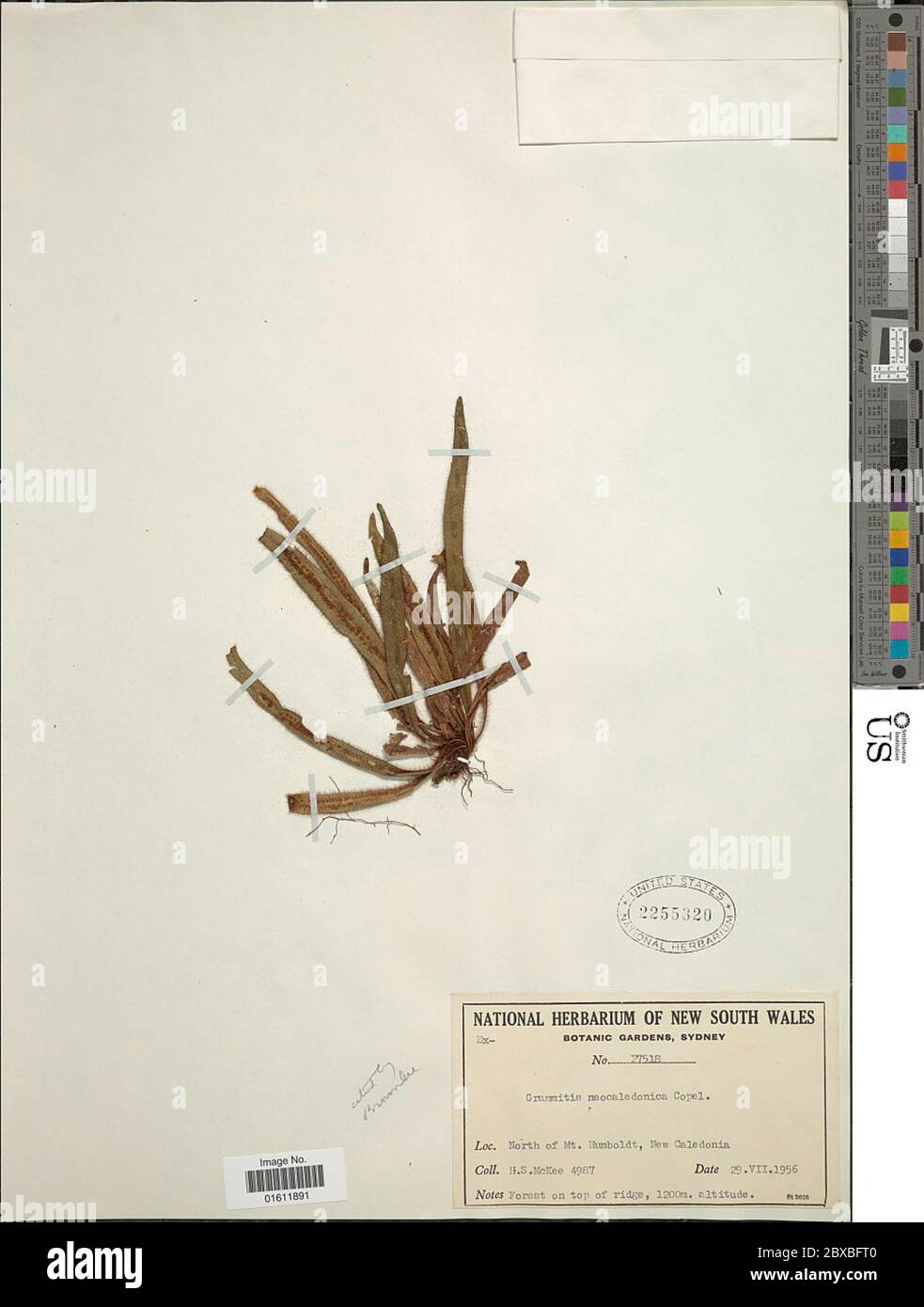 Radiogrammitis neocaledonica Copel Parris Radiogrammitis neocaledonica ...
