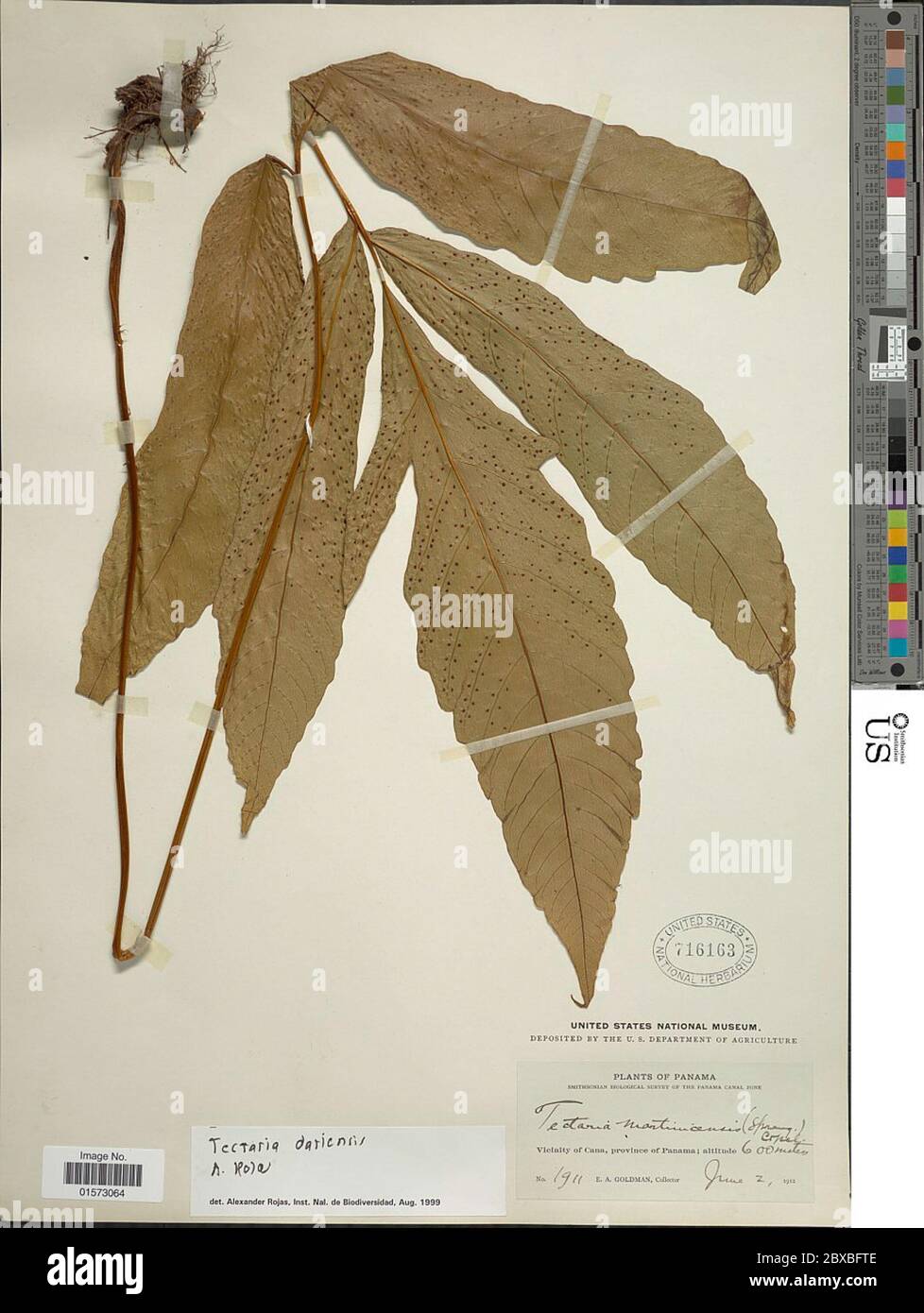 Tectariaceae hi-res stock photography and images - Alamy