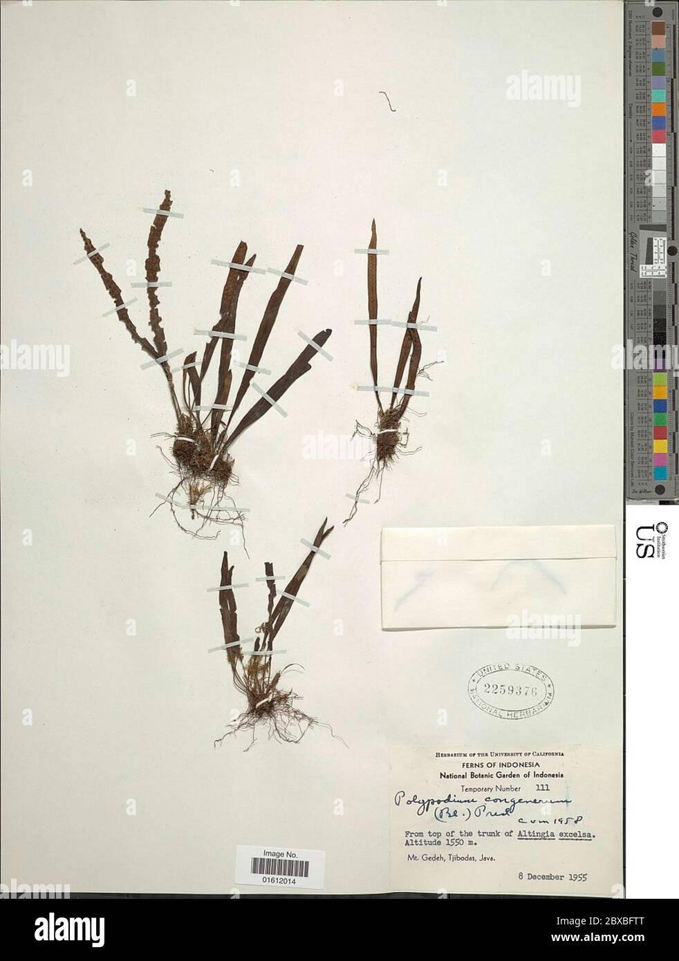 Congener hi-res stock photography and images - Alamy