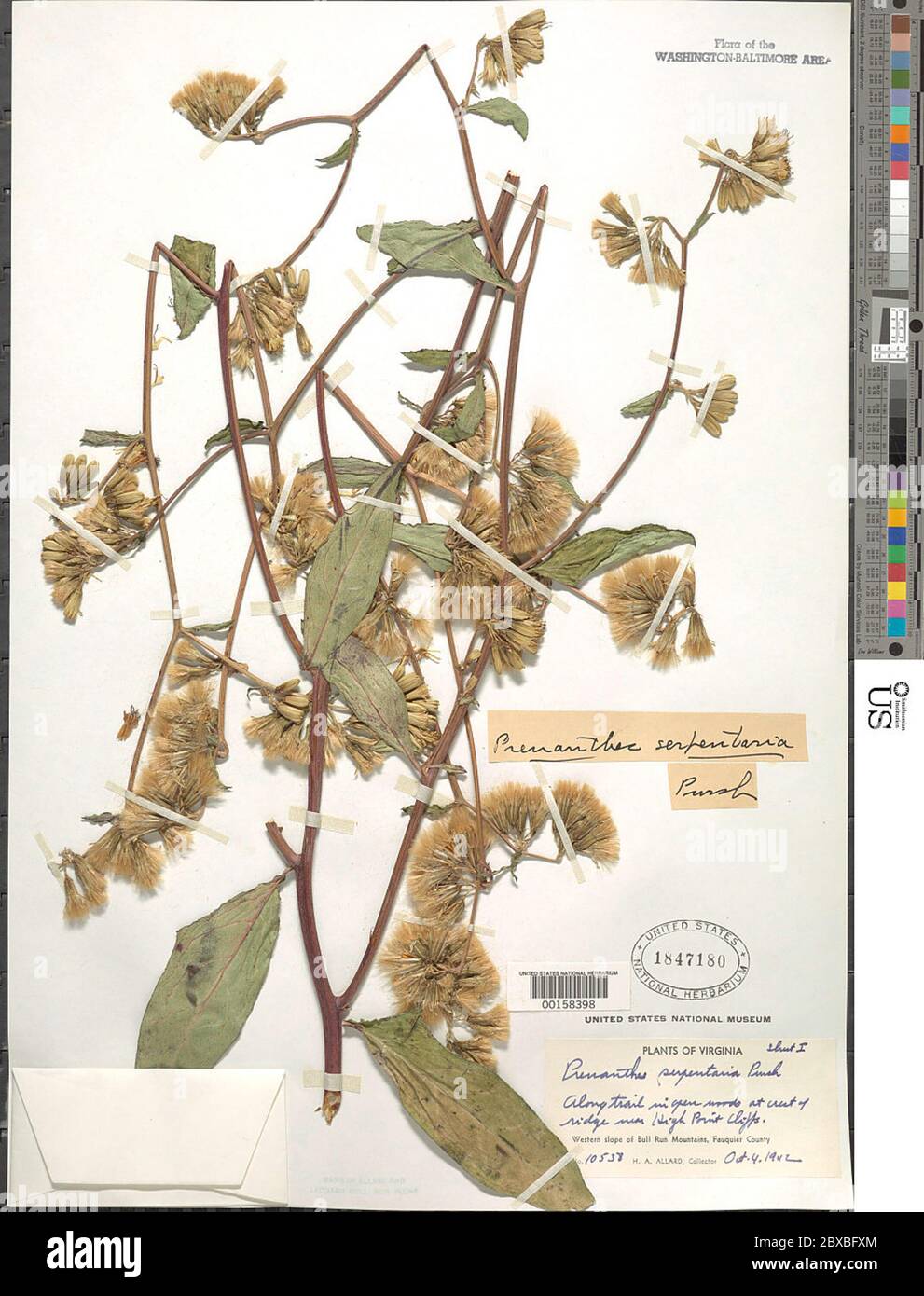 Prenanthes serpentaria hi-res stock photography and images - Alamy