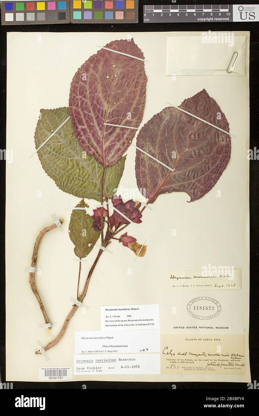 Drymonia plant hi-res stock photography and images - Alamy