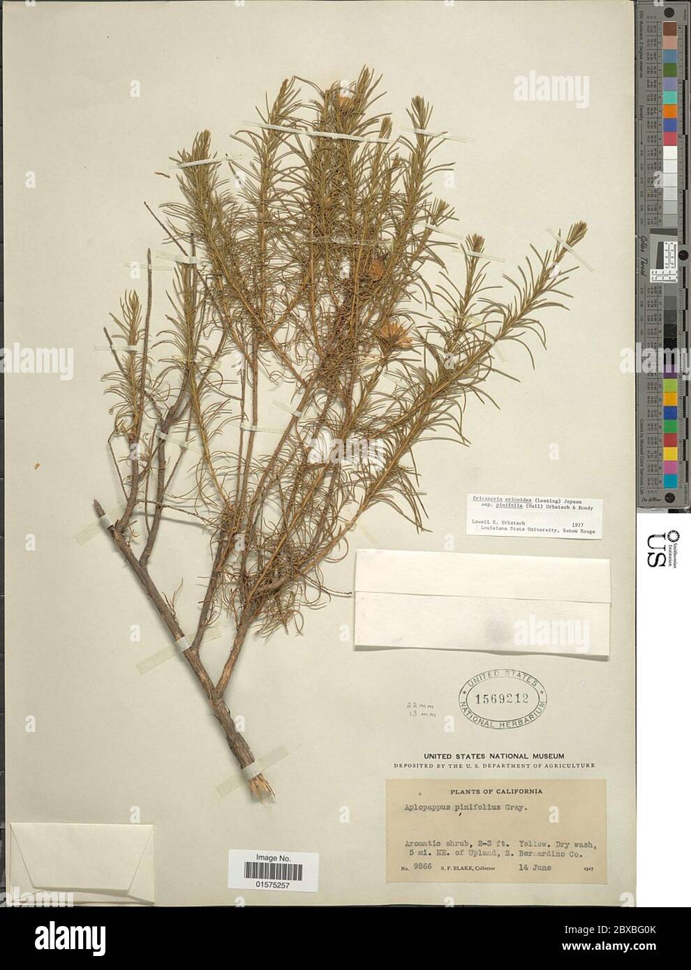 Ericameria pinifolia A Gray Hall Ericameria pinifolia A Gray Hall Stock ...
