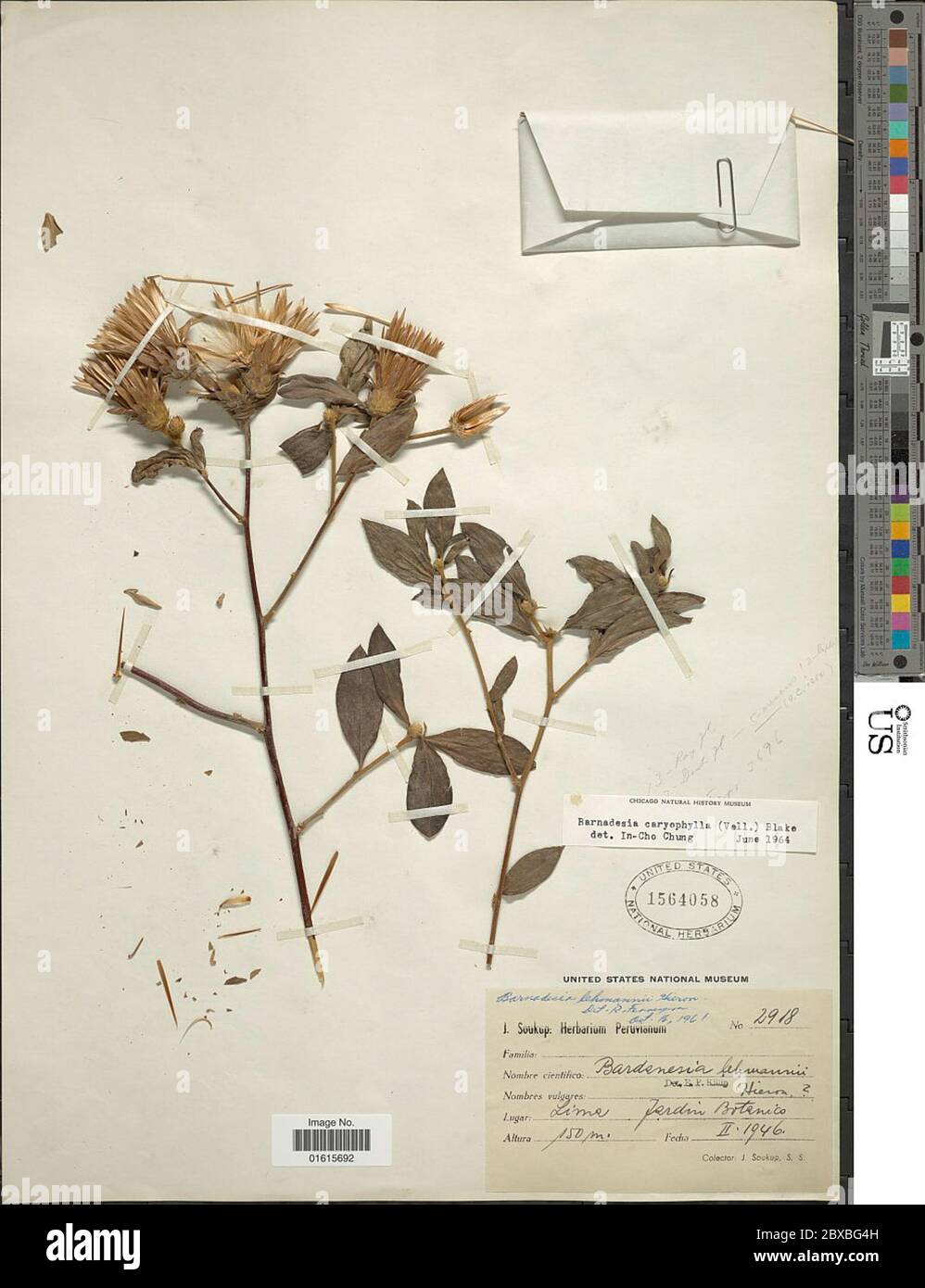 Caryophylla hi-res stock photography and images - Alamy