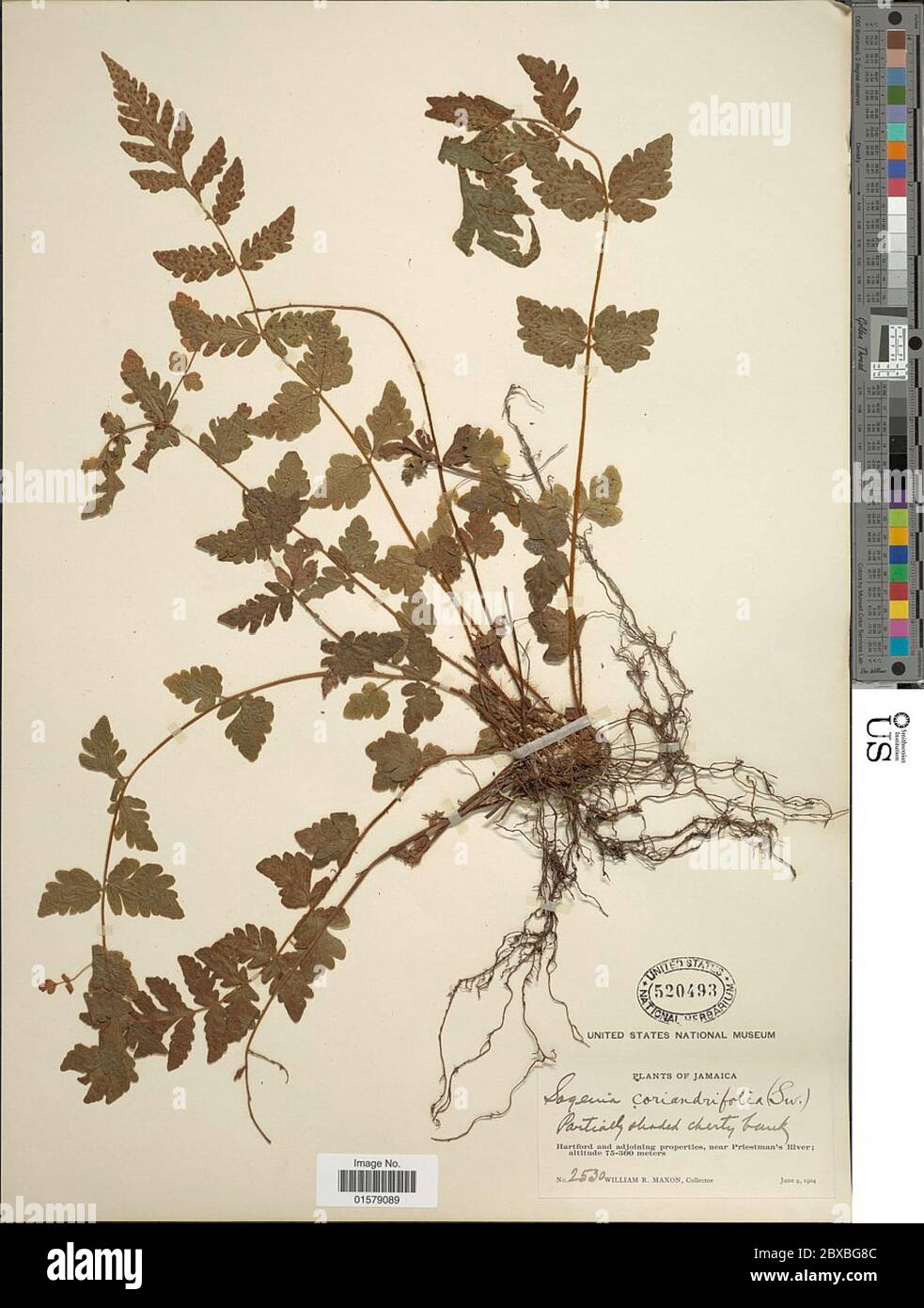 Tectaria coriandrifolia Underw Tectaria coriandrifolia Underw Stock ...