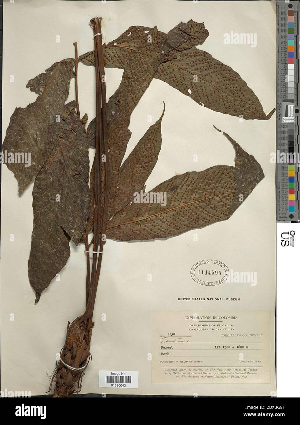 Tectaria hi-res stock photography and images - Alamy