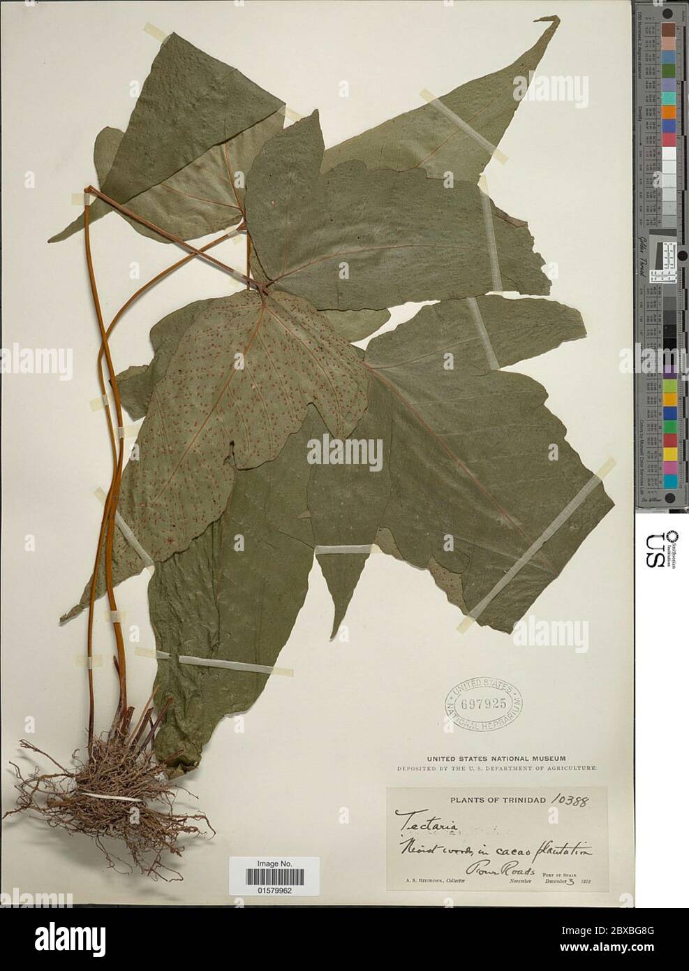Tectariaceae hi-res stock photography and images - Alamy