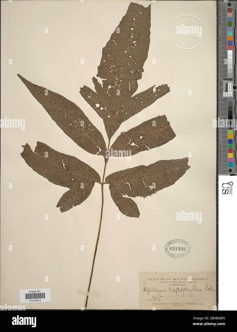 Tectaria incisa hi-res stock photography and images - Alamy