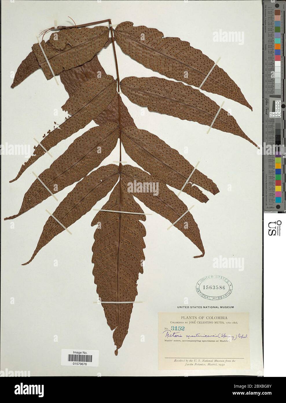 Tectaria incisa Cav Tectaria incisa Cav Stock Photo - Alamy