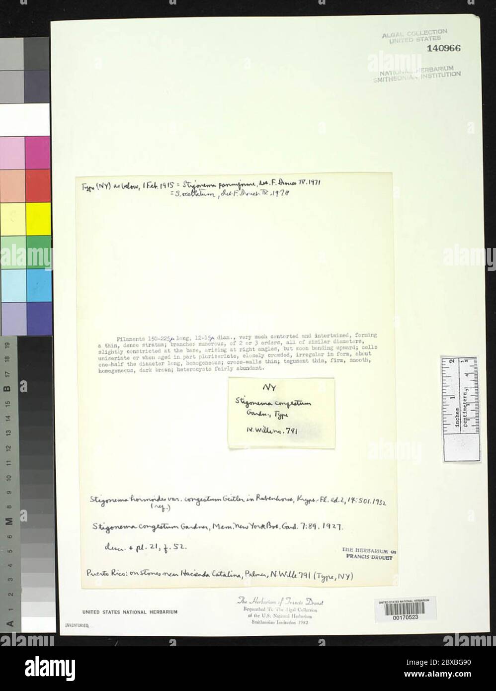 Stigonema congestum NL Gardner Stigonema congestum NL Gardner Stock ...