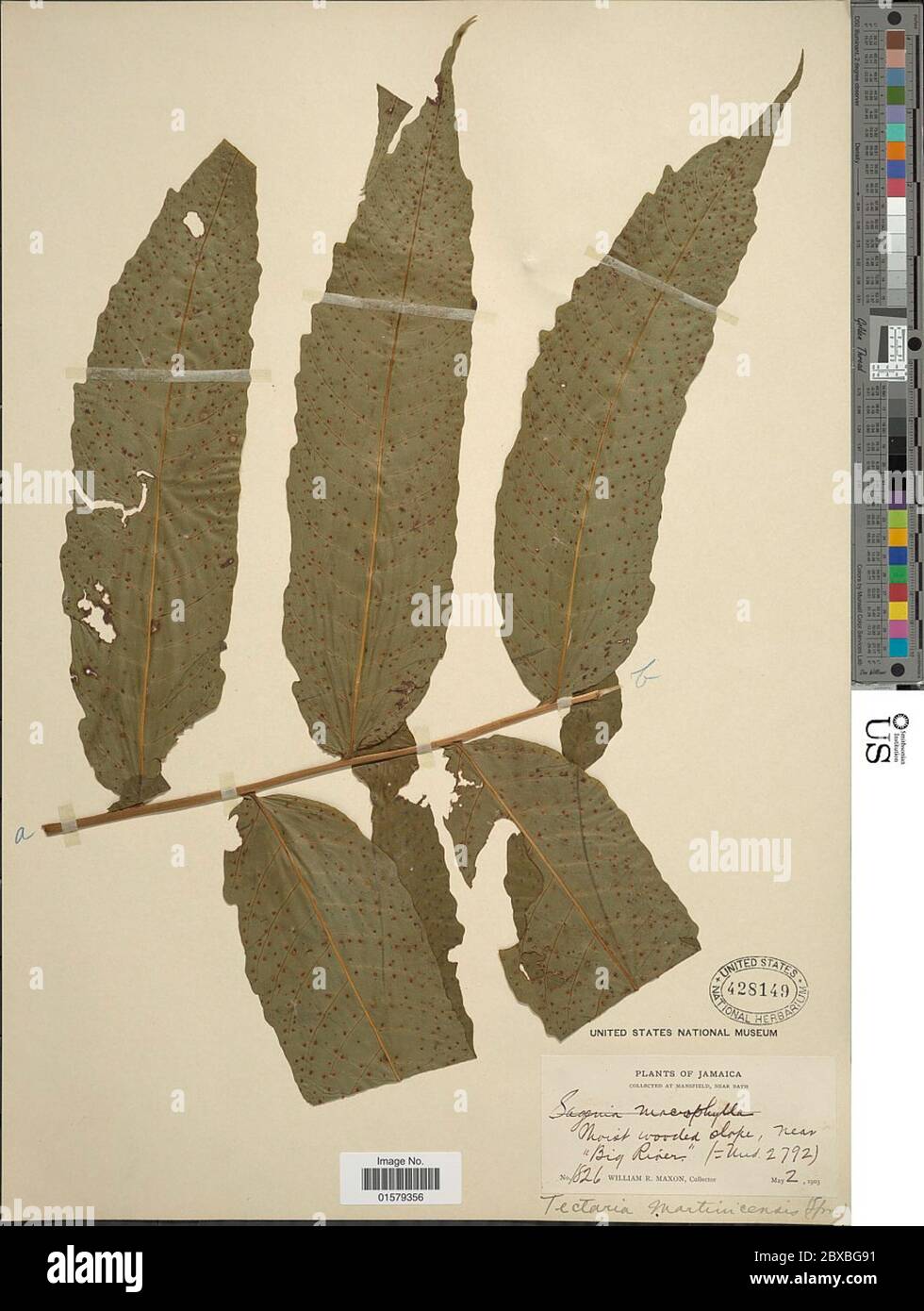 Tectaria incisa Cav Tectaria incisa Cav Stock Photo - Alamy