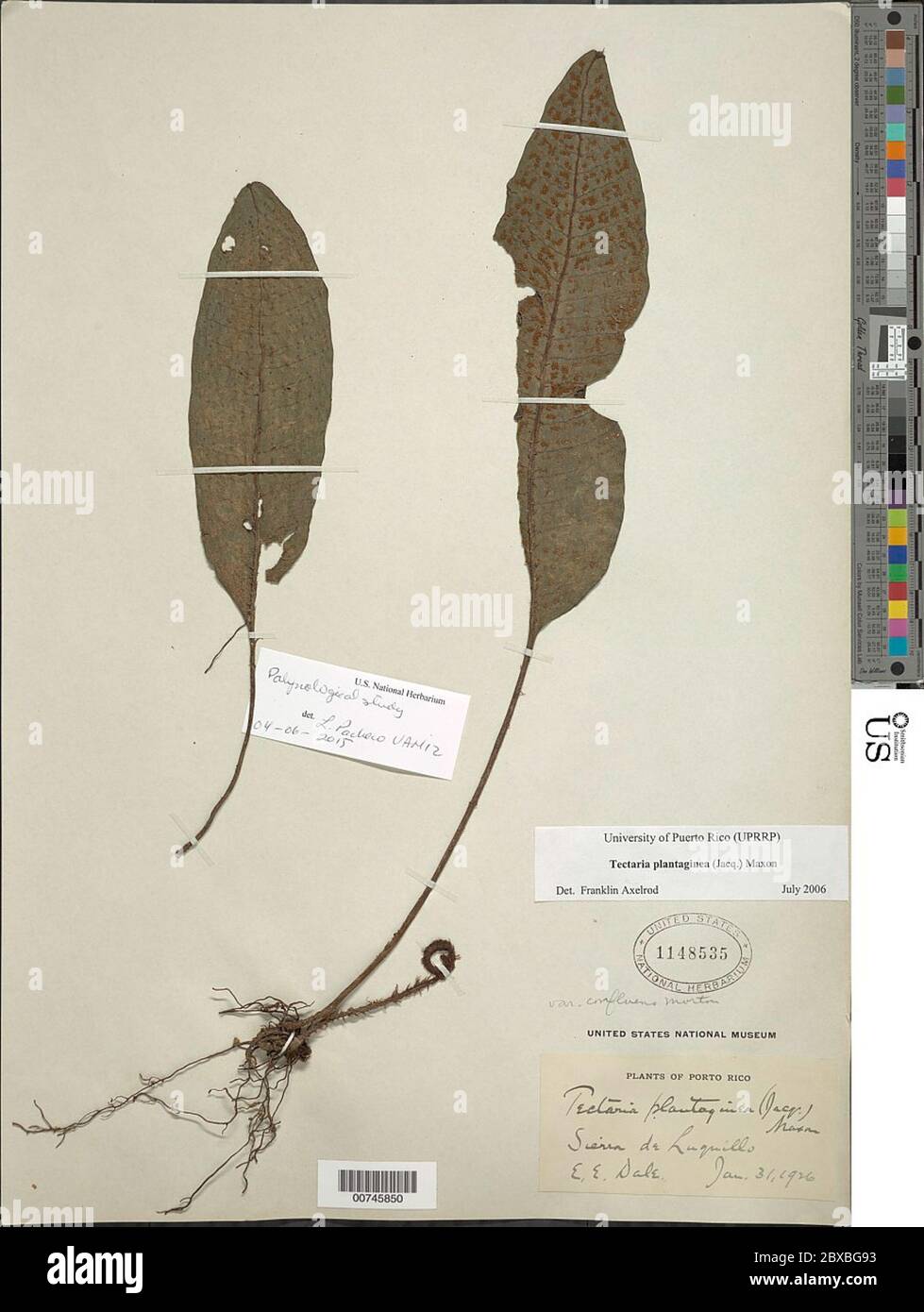 Tectaria plantaginea hi-res stock photography and images - Alamy