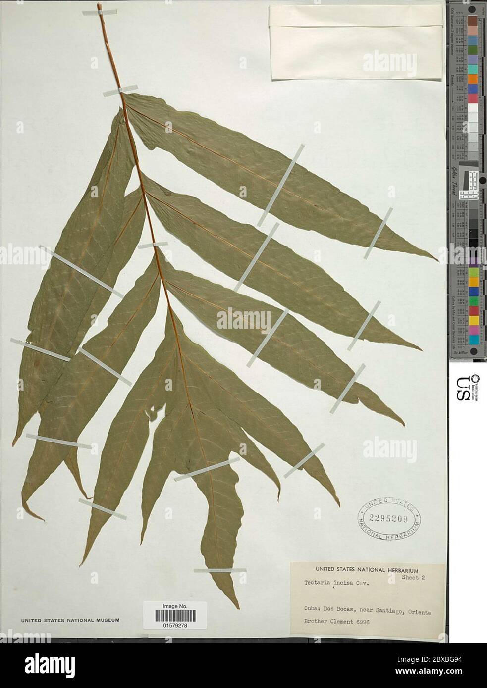 Tectaria Incisa High Resolution Stock Photography and Images - Alamy