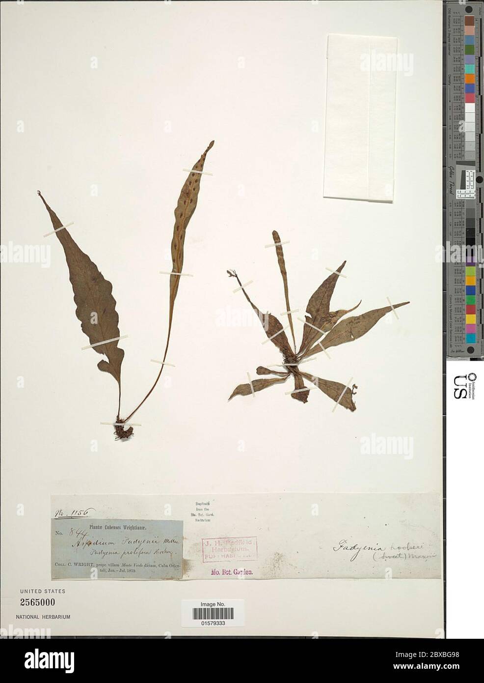 Tectaria hookeri Tectaria hookeri Stock Photo - Alamy