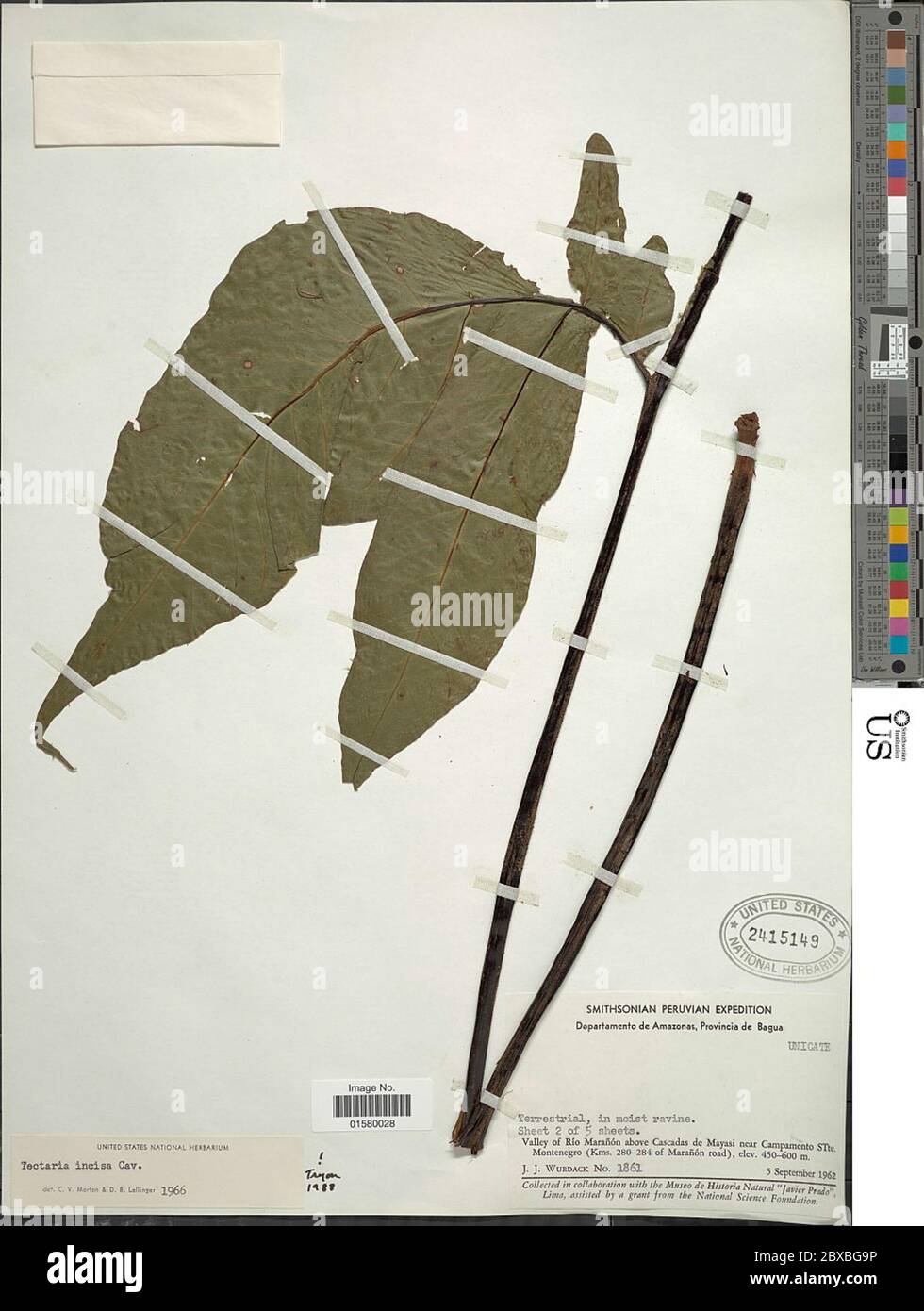 Tectaria sp Tectaria sp Stock Photo - Alamy